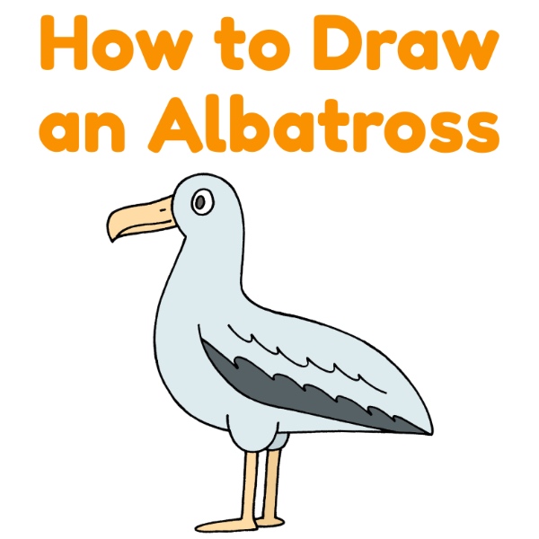 How to Draw an Albatross - Animaldrawingeasy.com