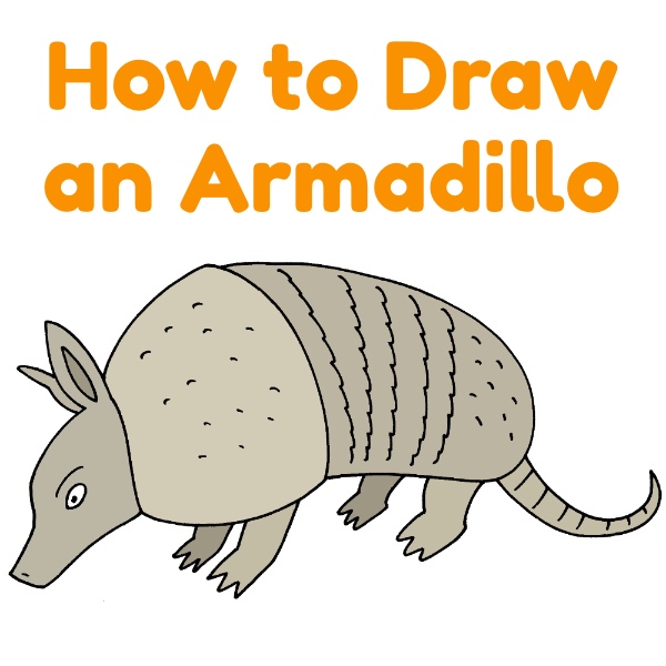 How to Draw an Armadillo - Animaldrawingeasy.com