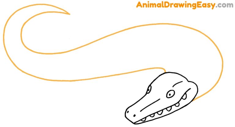How to Draw an Alligator - Animaldrawingeasy.com