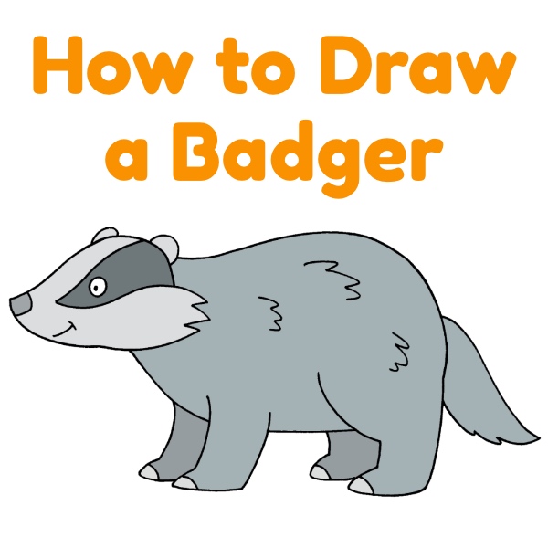 How to Draw a Badger - Animaldrawingeasy.com