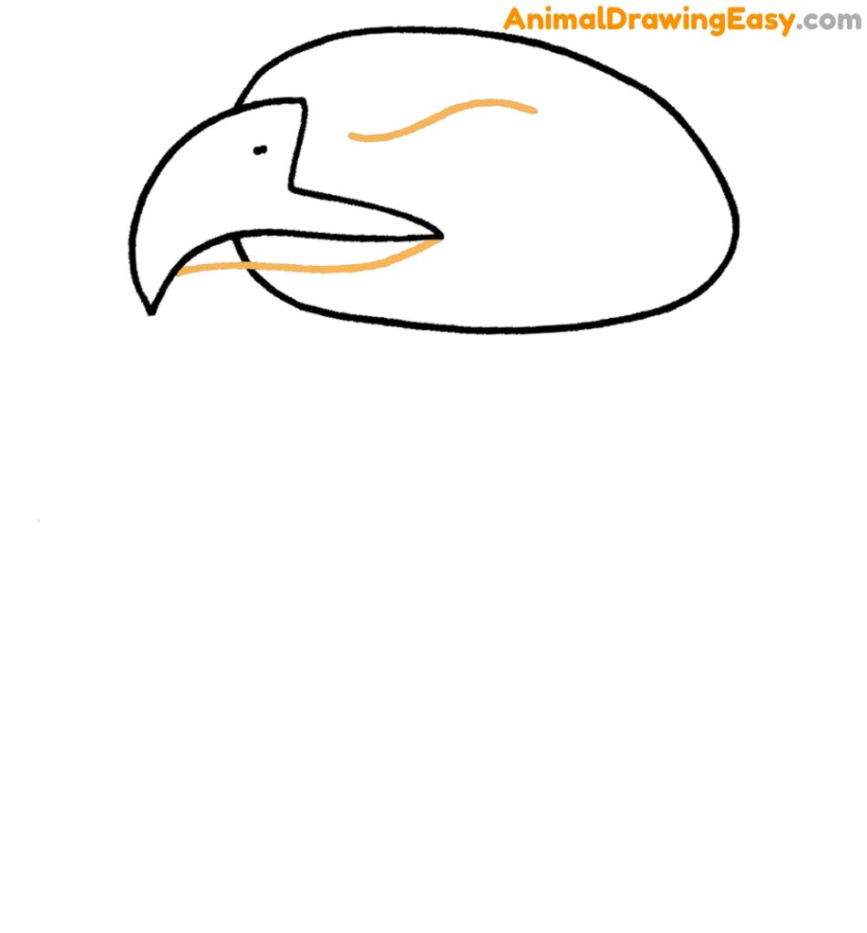 How to Draw a Bald Eagle Head - Animaldrawingeasy.com