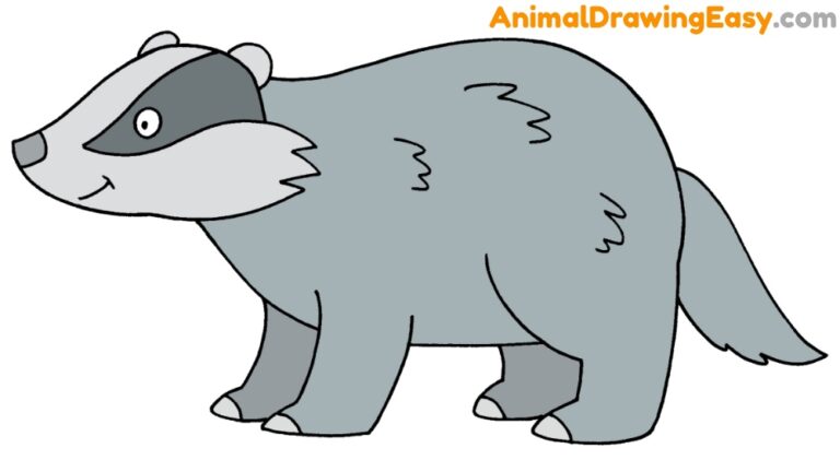 How to Draw a Badger - Animaldrawingeasy.com