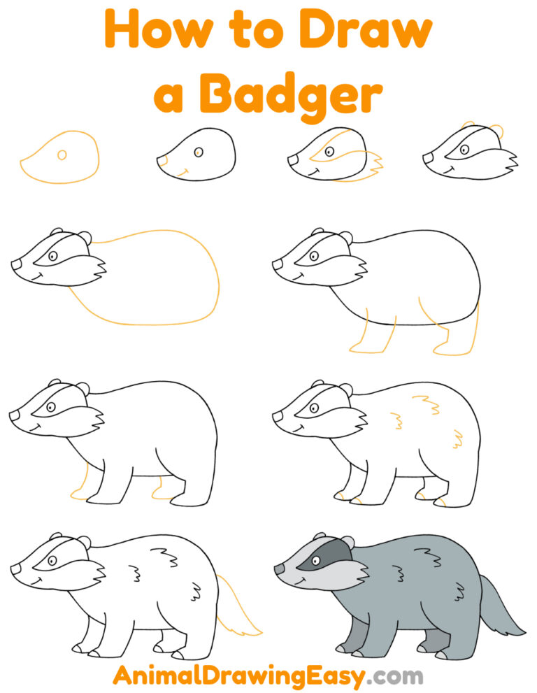 How to Draw a Badger - Animaldrawingeasy.com