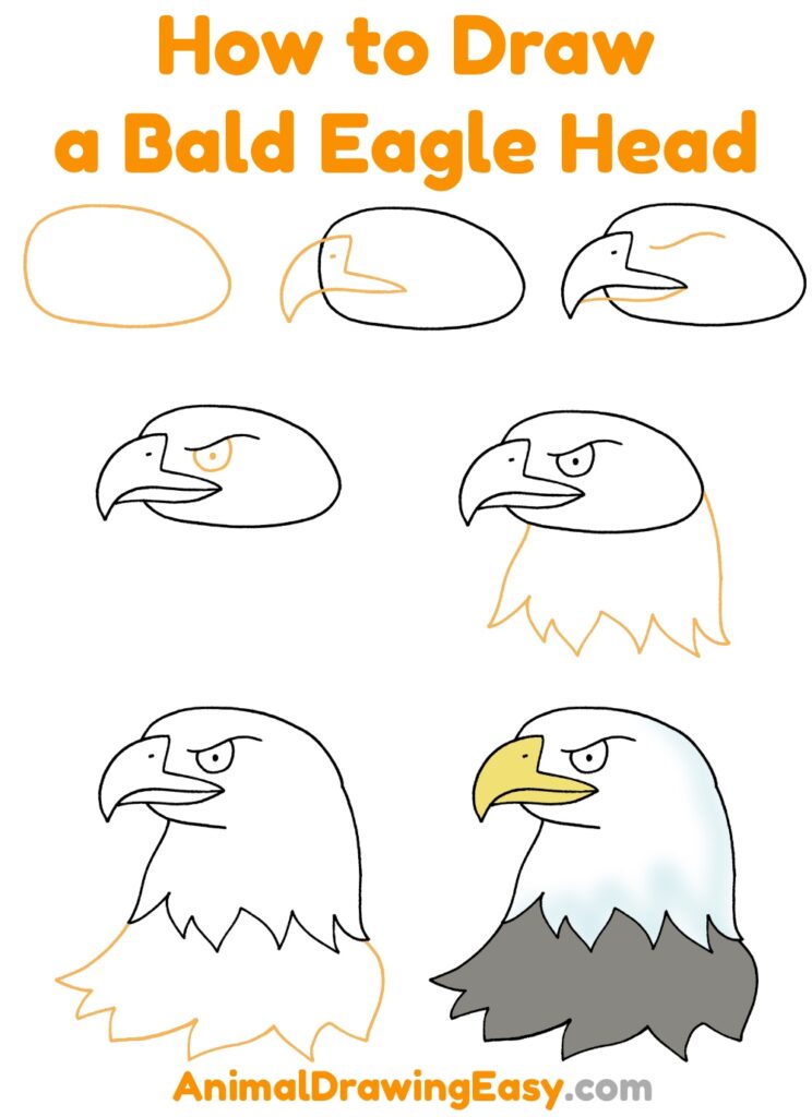 How to Draw a Bald Eagle Head - Animaldrawingeasy.com