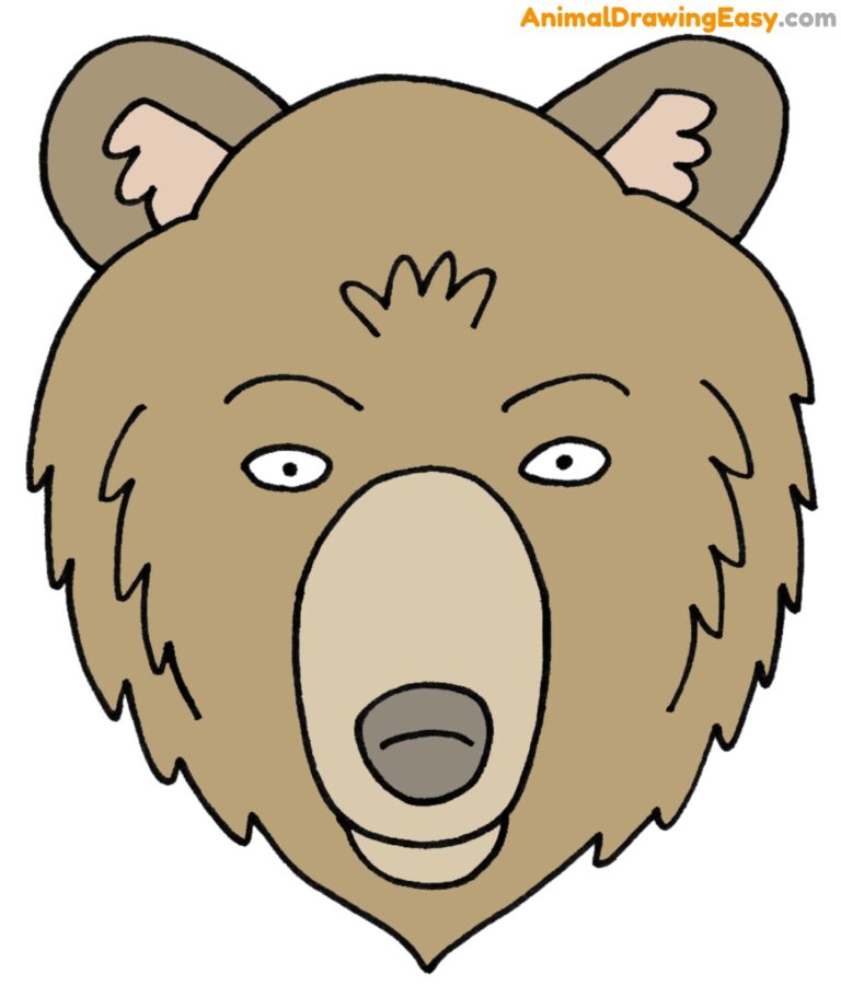 How to Draw a Bear Face - Animaldrawingeasy.com