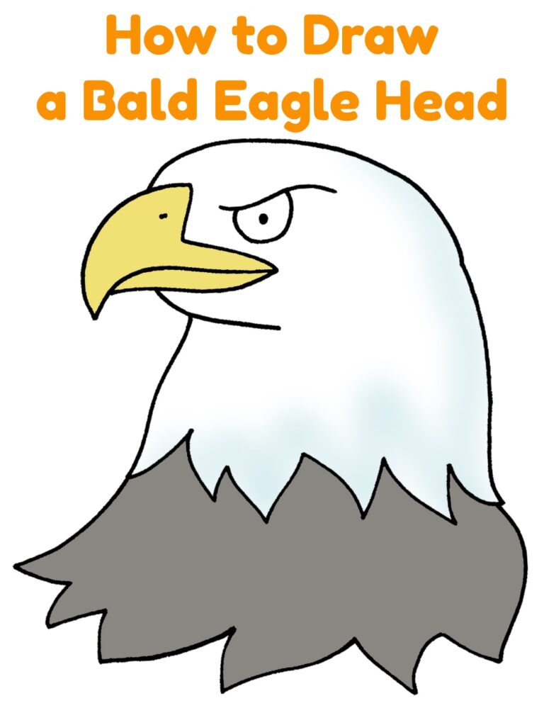 How to Draw a Bald Eagle Head - Animaldrawingeasy.com