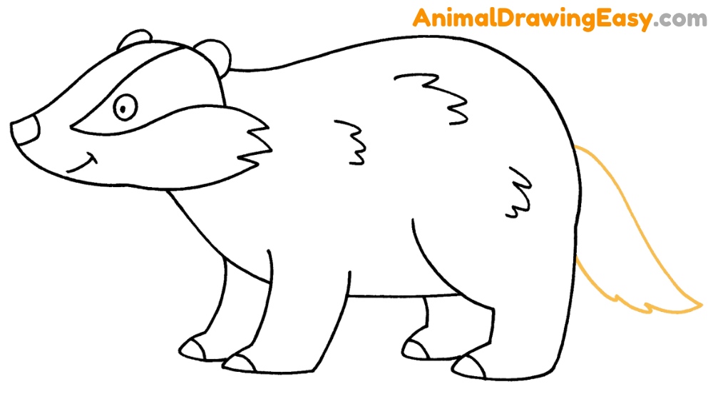 How to Draw a Badger - Animaldrawingeasy.com
