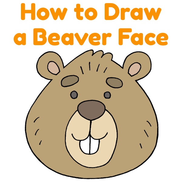 How to Draw a Beaver Face - Animaldrawingeasy.com