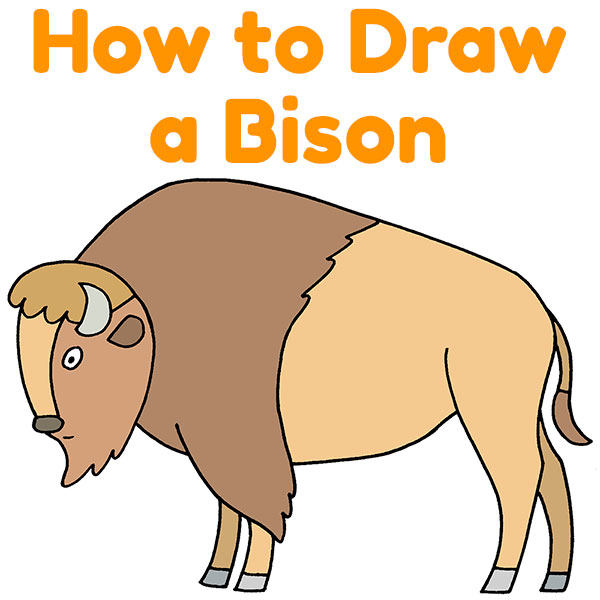 How to Draw a Bison - Animaldrawingeasy.com
