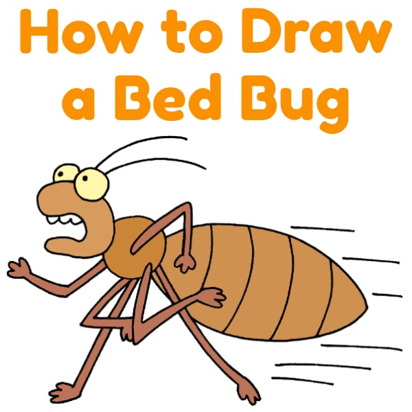 How to Draw a Bed Bug - Animaldrawingeasy.com